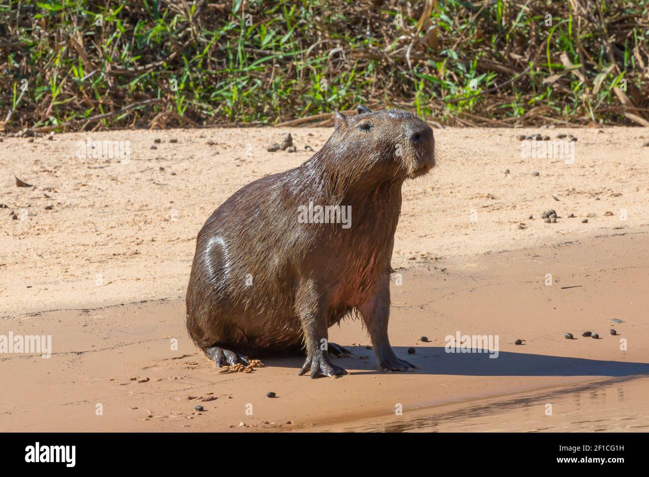 Capybara sitting on the shore of the Rio Sao Lourenco in the northern ...