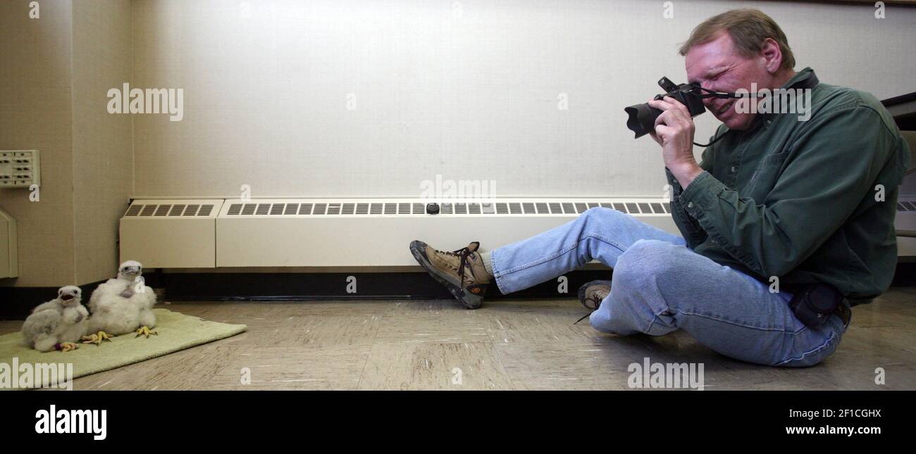 Greg Septon takes a photograph of a pair of 19-day-old peregrine falcon ...