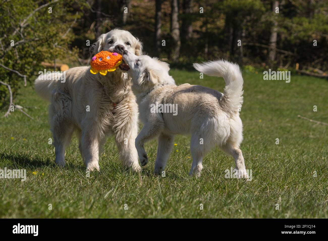 Best Friends (2 Stock Photo - Alamy
