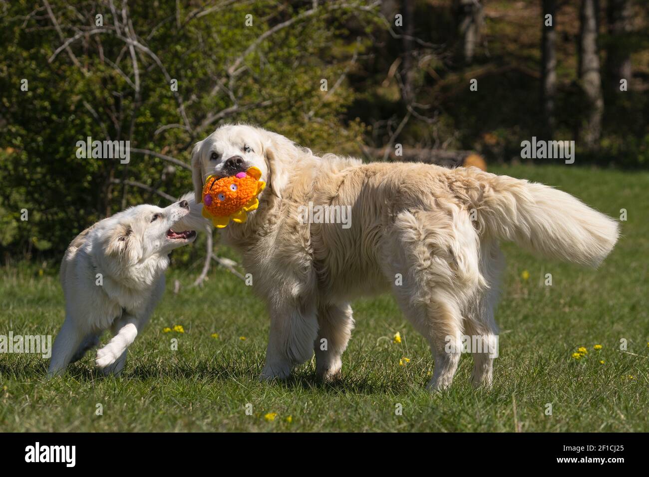 Best Friends (3 Stock Photo - Alamy