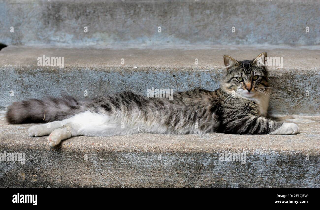 Ray Cavender's cat, Clyde, was named for the infamous outlaw Clyde ...