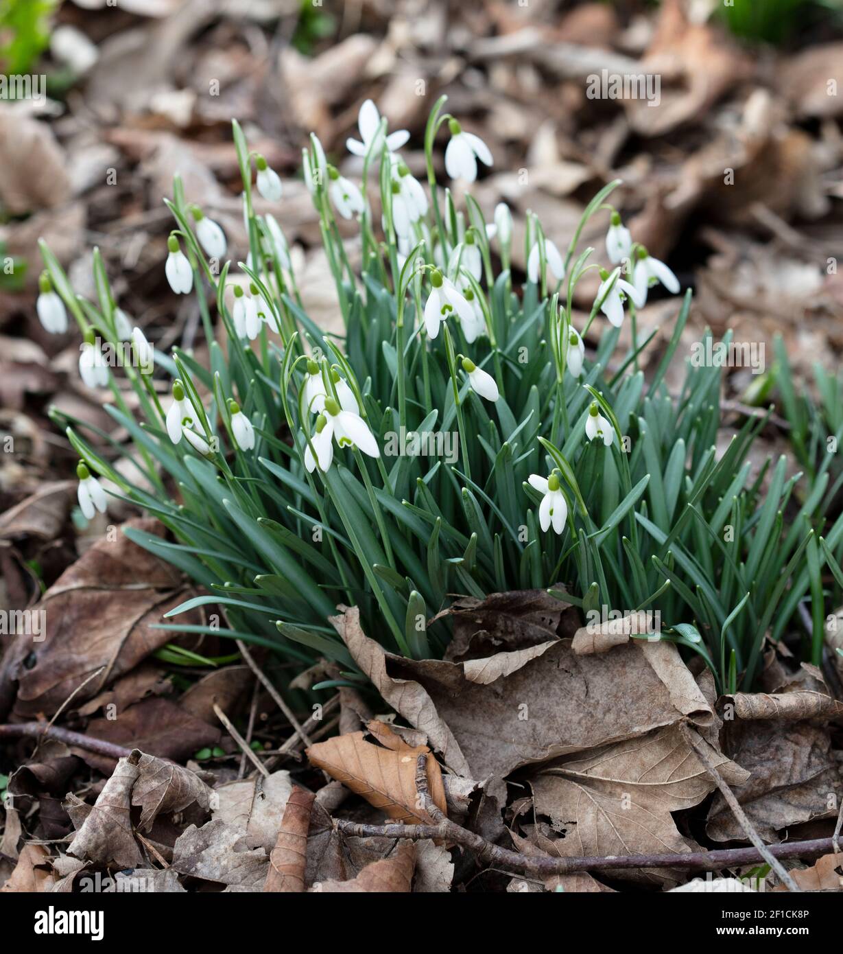 Galanthus plant budding hi-res stock photography and images - Alamy