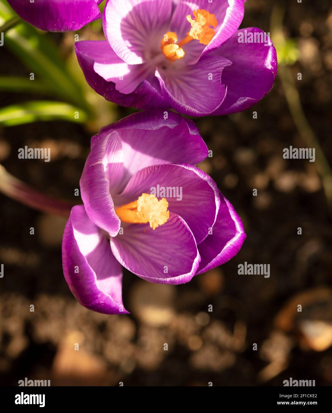 Radiant crocuses heralding the start of spring in sunshine, natural ...