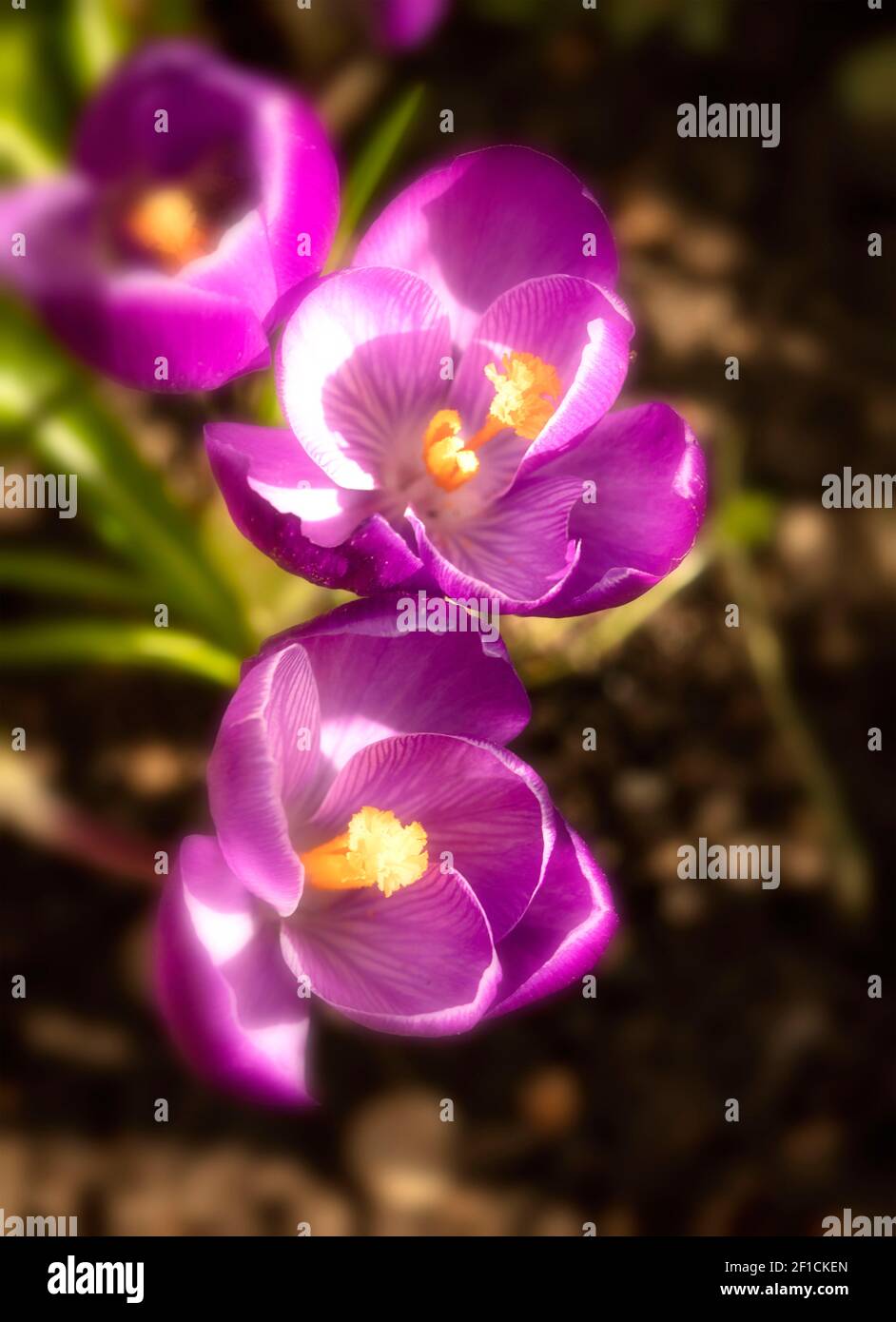 Radiant crocuses heralding the start of spring in sunshine, natural ...
