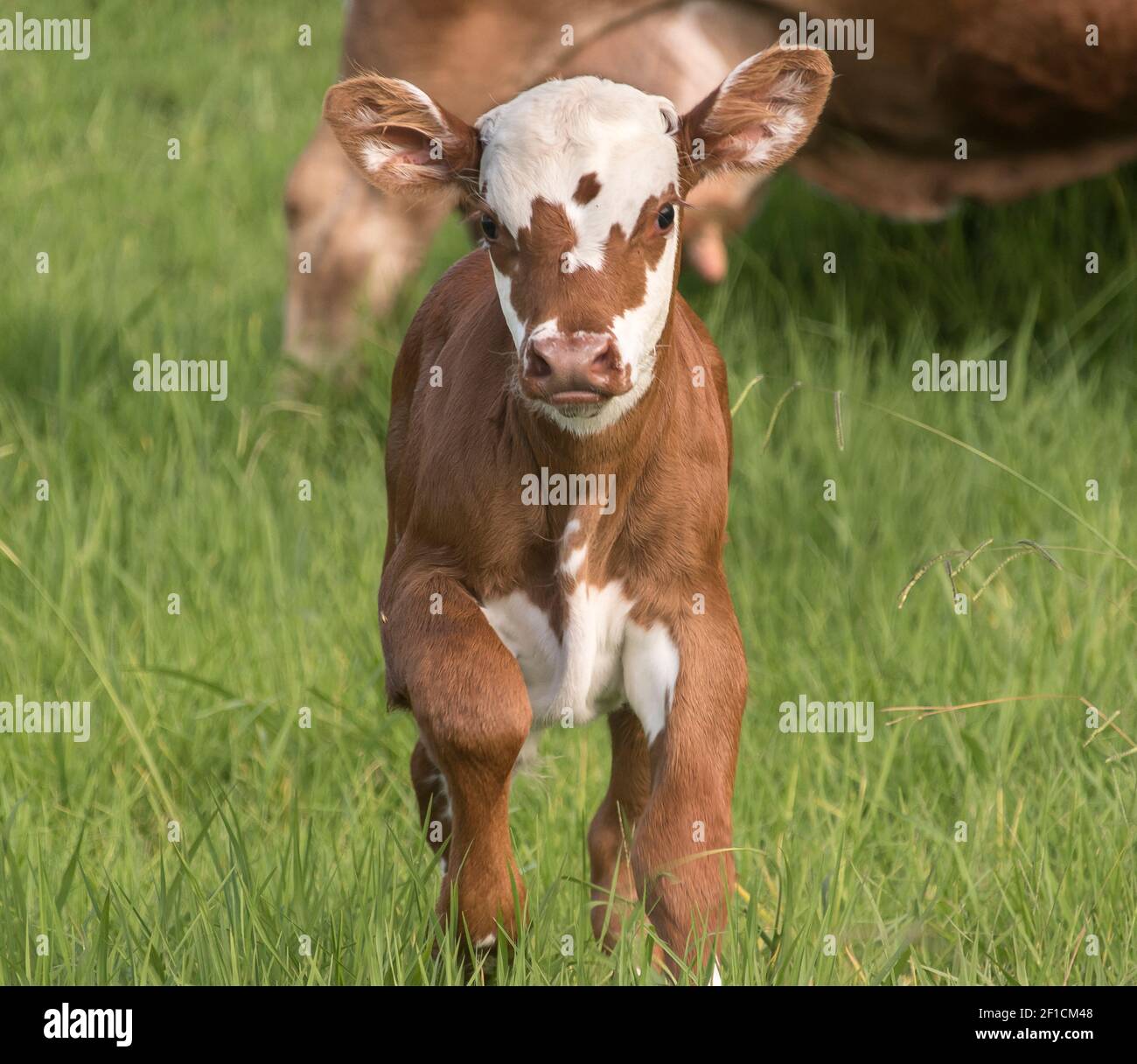 Male calf white hi-res stock photography and images - Alamy
