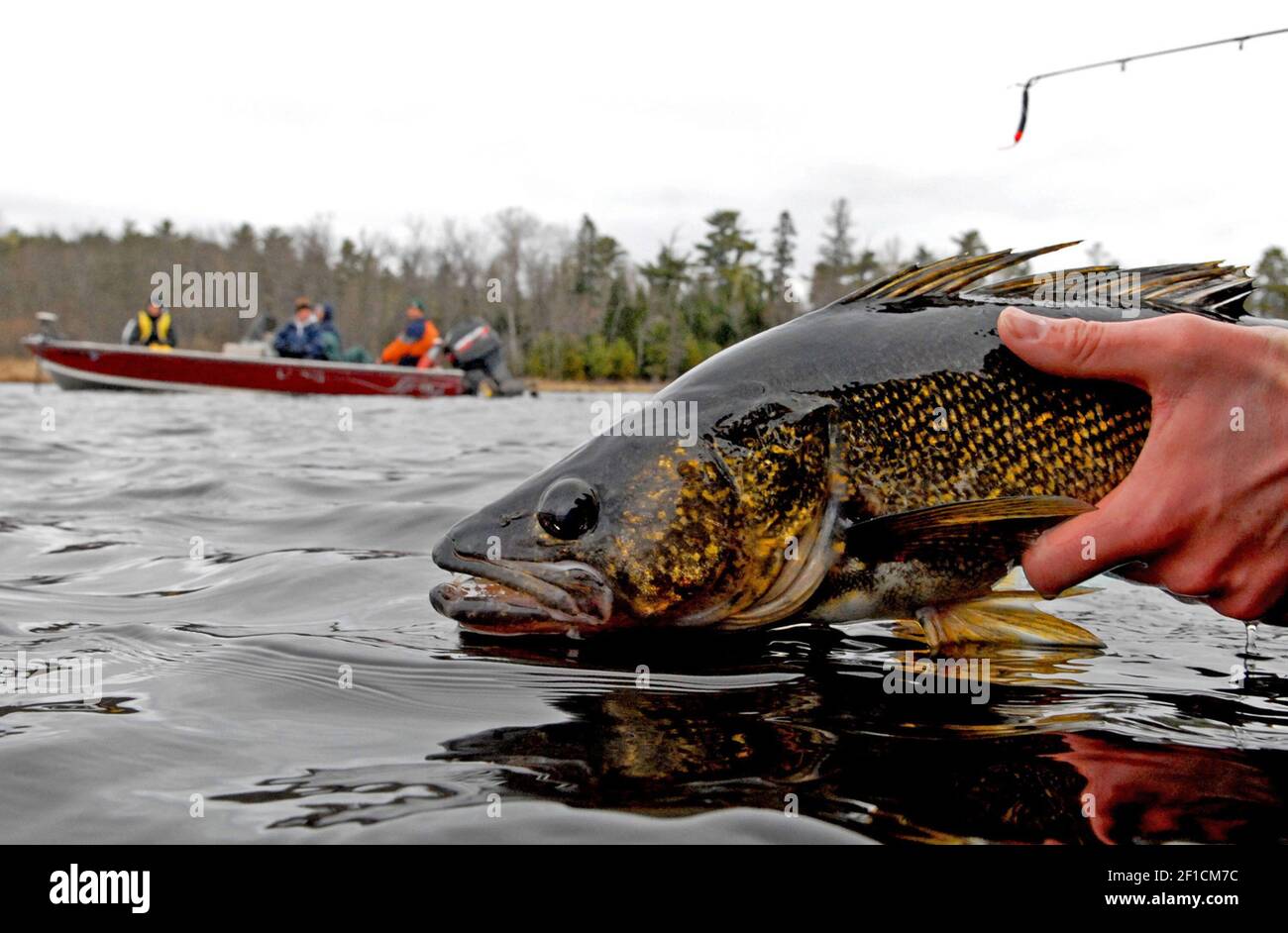 A 6.5-pound walleye is released May 9, 2009, on Crane Lake, northeast ...
