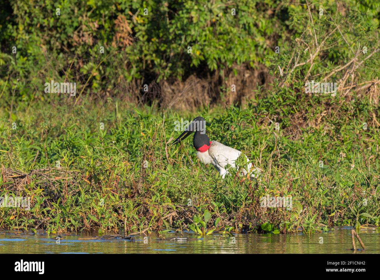 Jabiru mycteria, the tallest flying bird of south america, in the ...