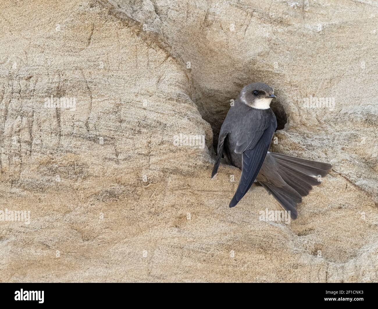 Sand Martin, Riparia riparia, adult bird at nesting colony guarding ...