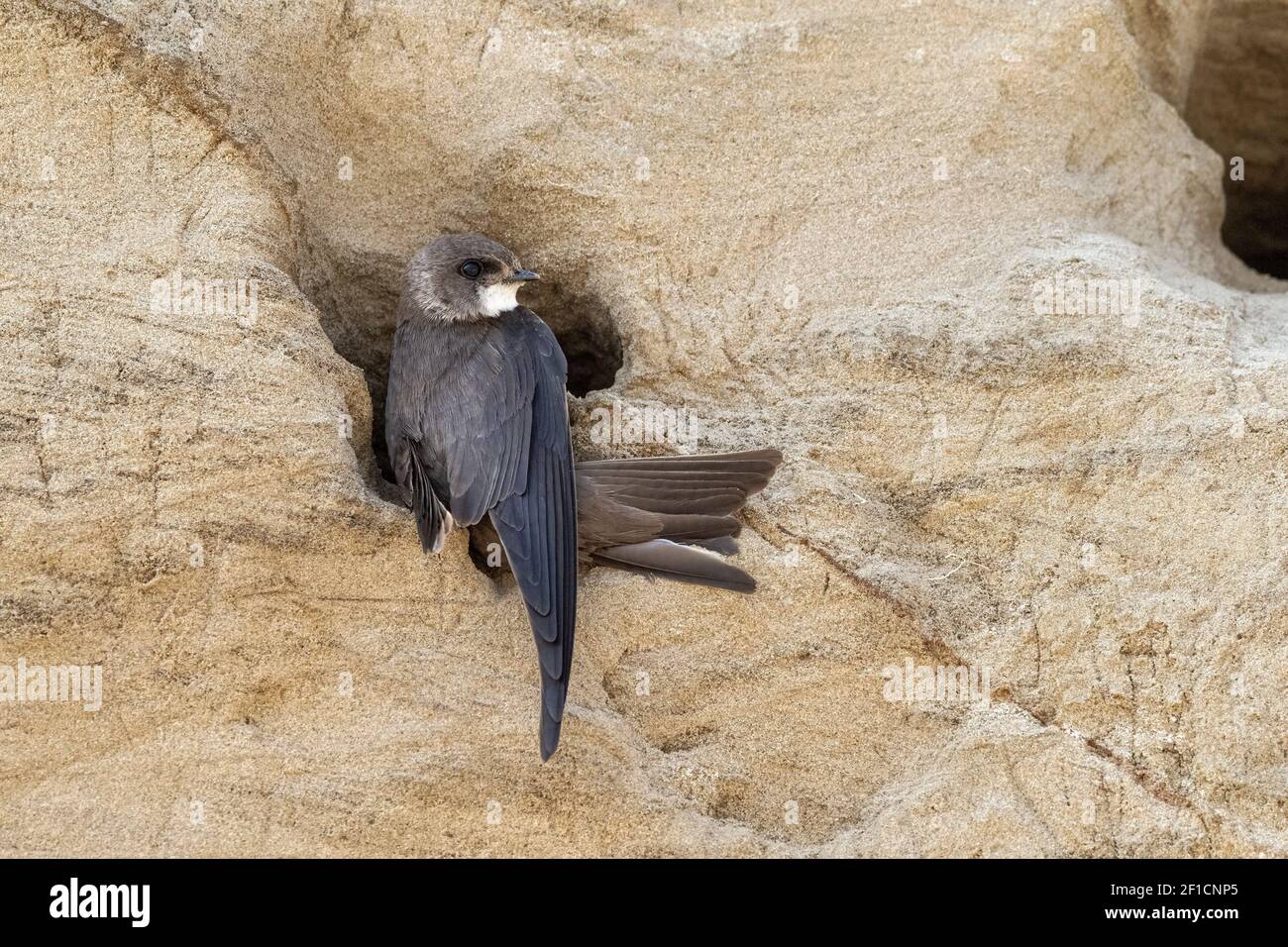 Sand Martin, Riparia riparia, adult bird at nesting colony guarding ...