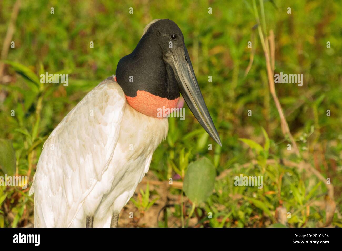 Close up of the Head and Beak of a Jairu mycteria in the Pantanal in ...