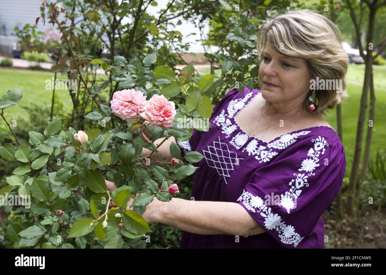 Cindy Dunlap, expert rose grower, shows Monsieur Tillier rose at her ...