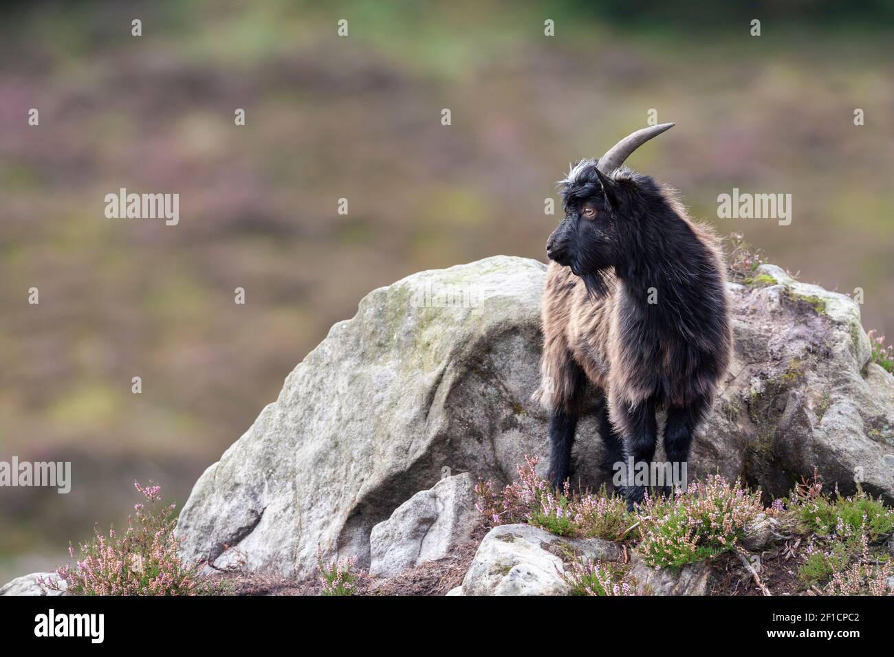 Wild goat (Capra hircus), Kielder, Redesdale, Northumberland Stock ...