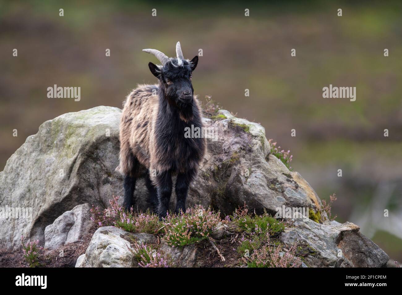 Goat capra hircus hi-res stock photography and images - Alamy
