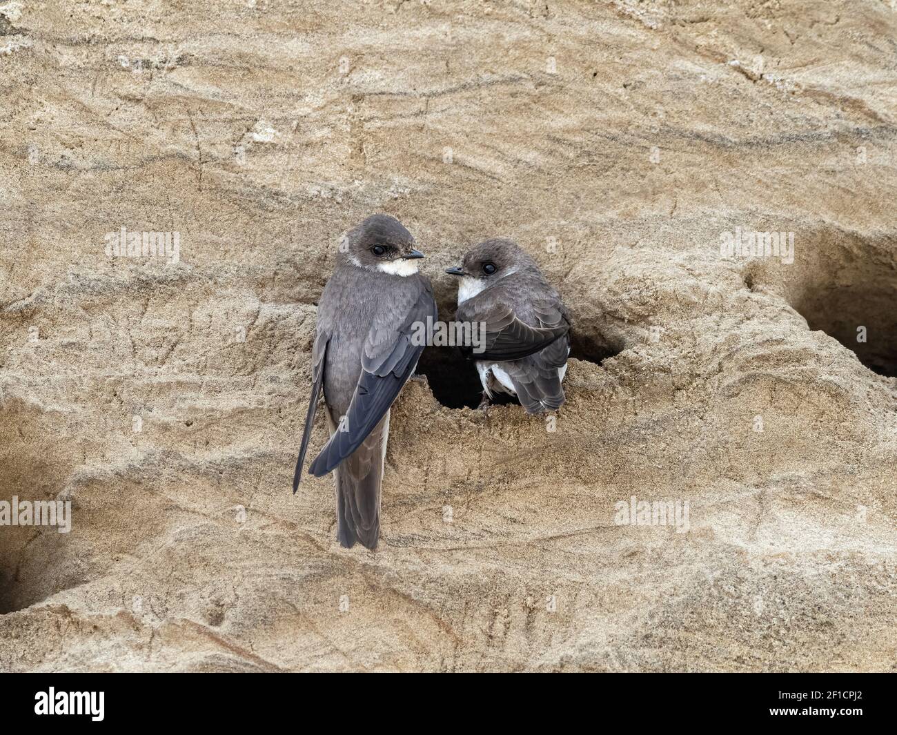 Sand Martin, Riparia riparia, adult birds at nest hole entrance in ...