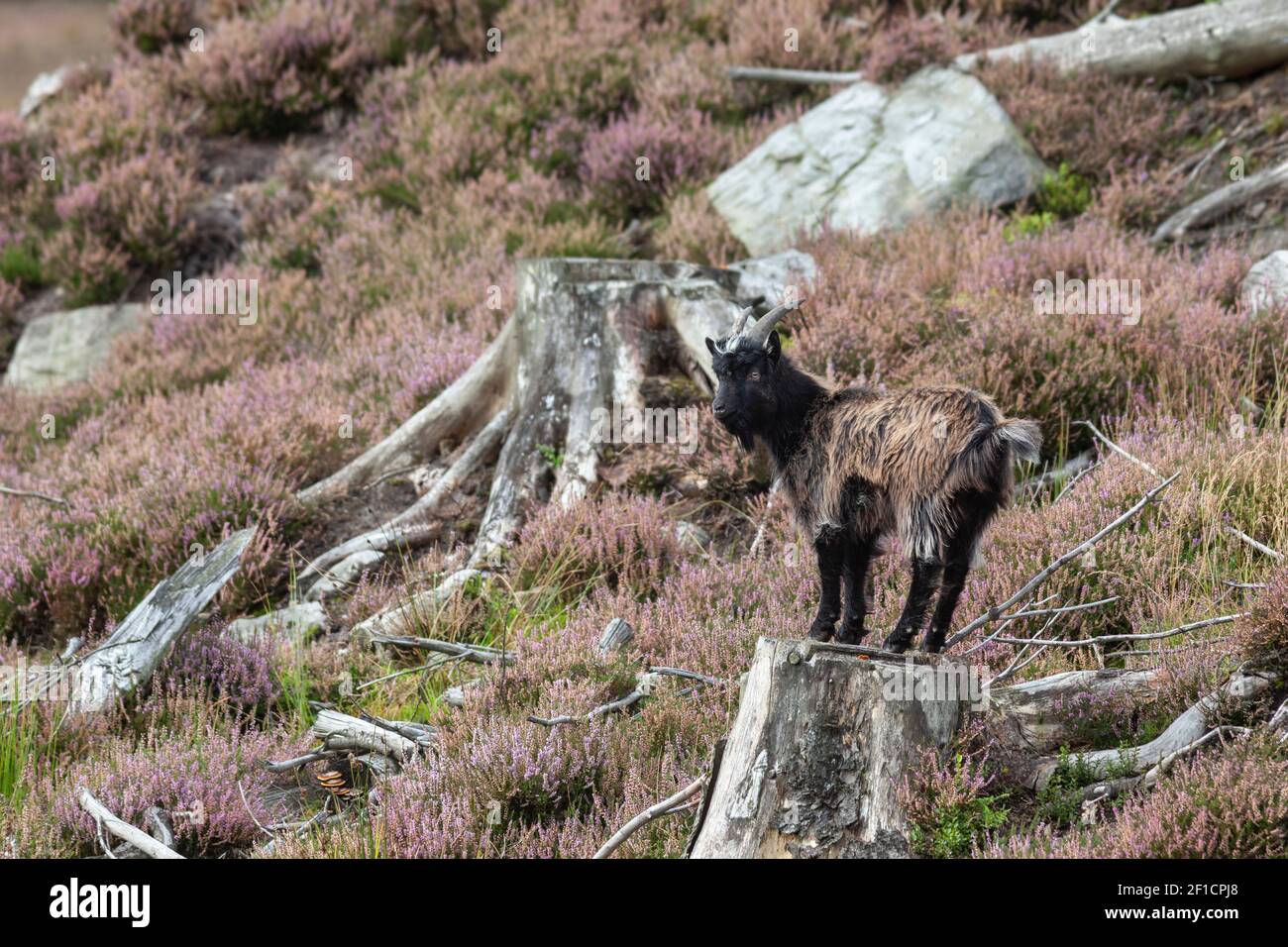 Goat capra hircus hi-res stock photography and images - Alamy