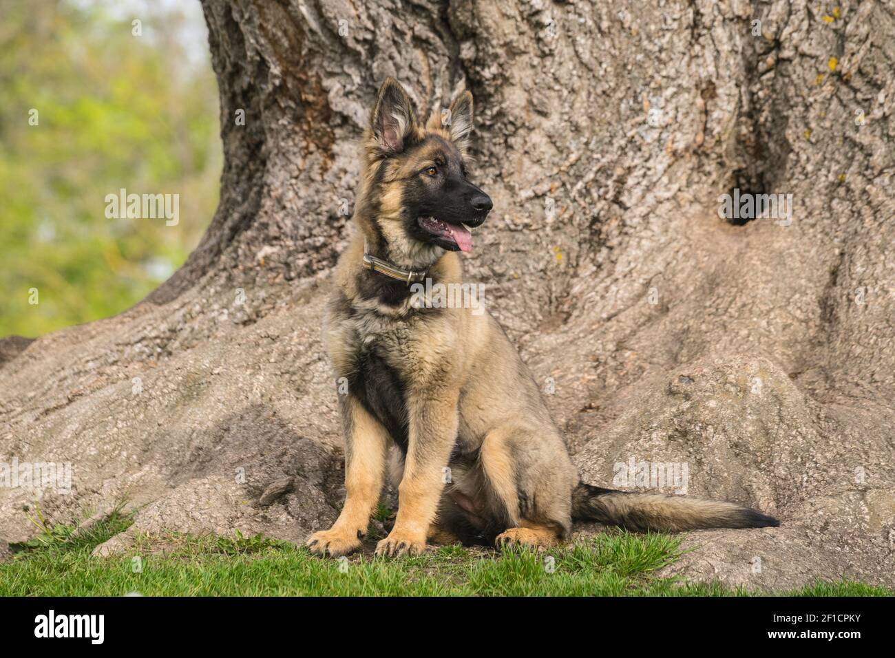 2 sheepdogs hi-res stock photography and images - Alamy