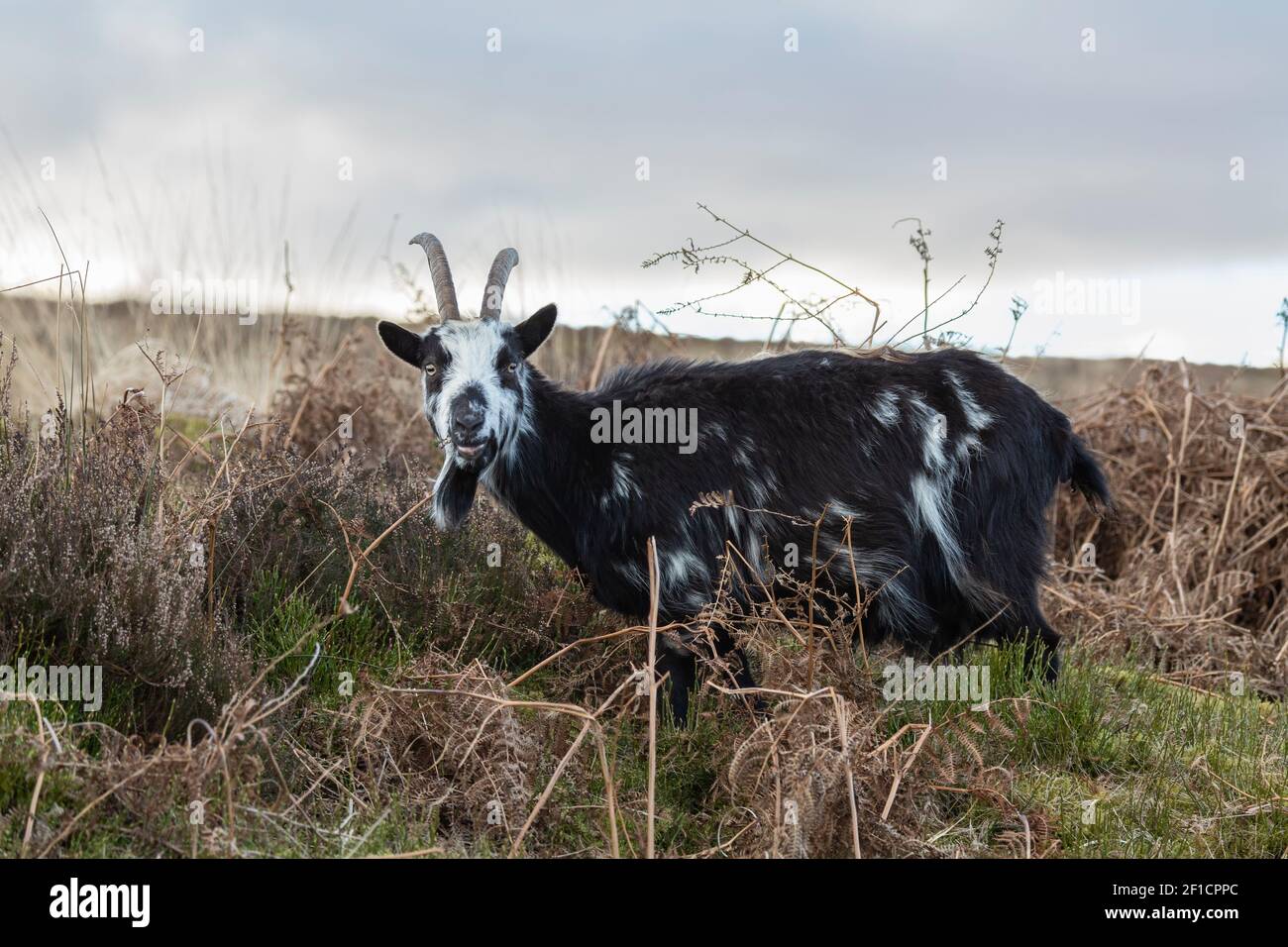 Dumfries & galloway hi-res stock photography and images - Alamy