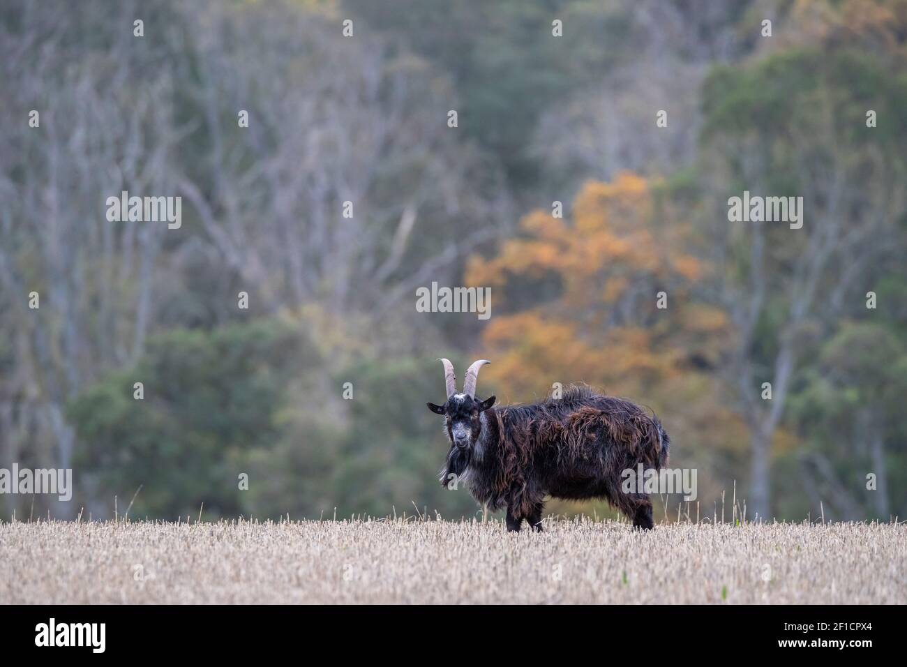 Wild goat (Capra aegagrus hircus), on stubble field, Cheviot hills ...