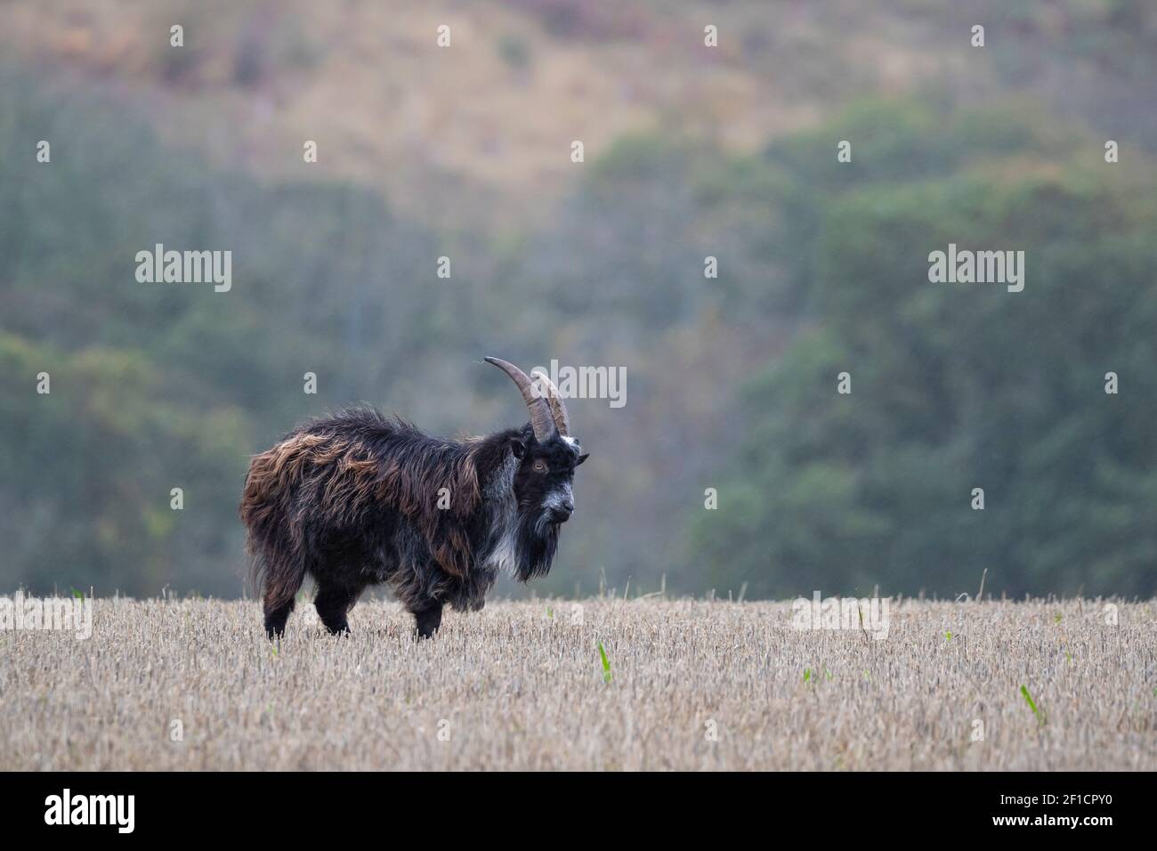 Wild goat (Capra aegagrus hircus), on stubble field, Cheviot hills ...