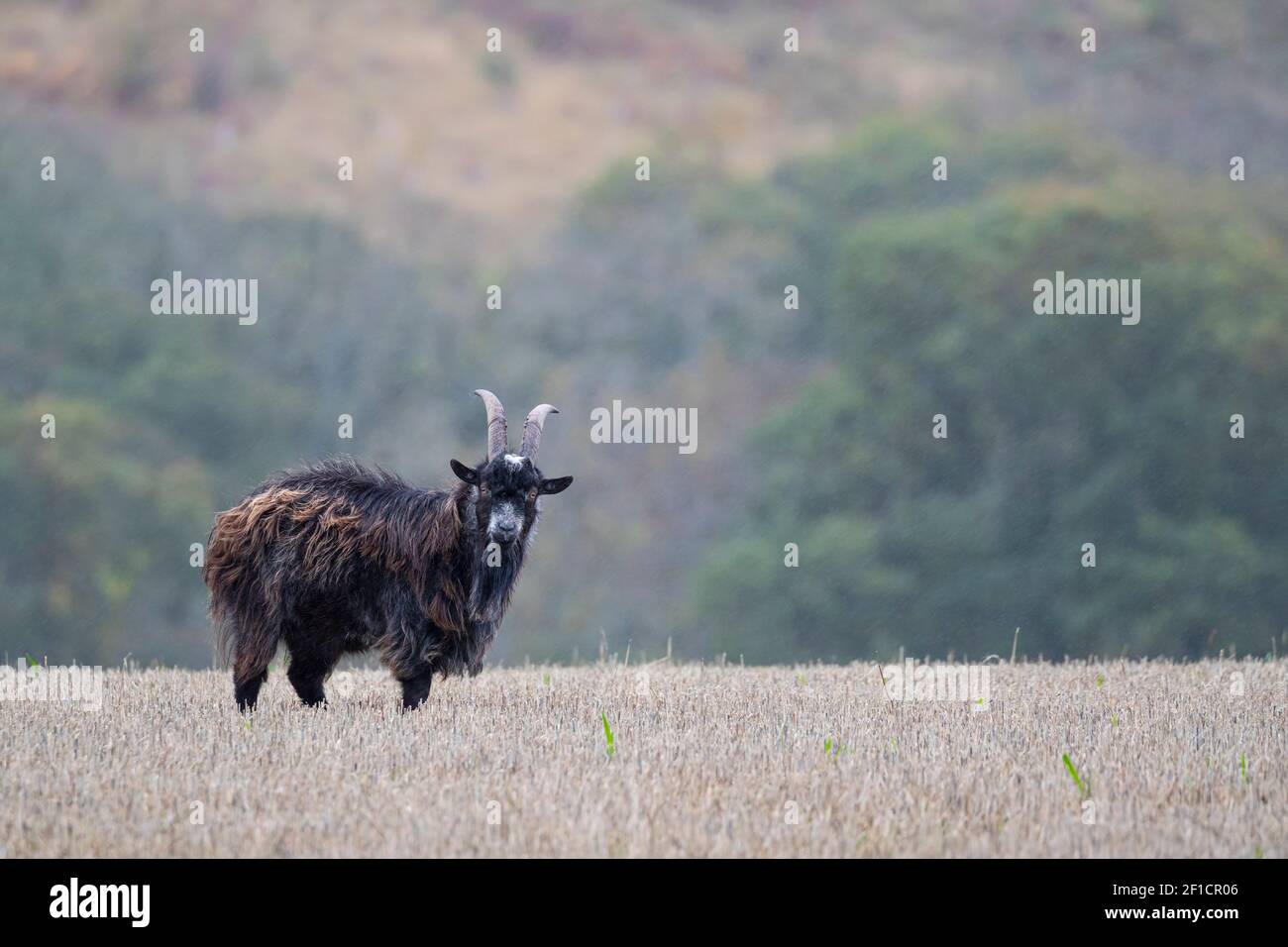 Wild goat (Capra aegagrus hircus), on stubble field, Cheviot hills ...