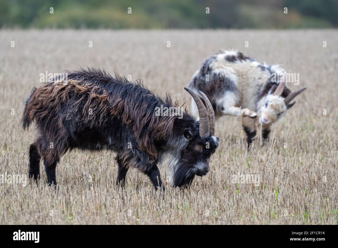 Wild goat (Capra aegagrus hircus), on stubble field, Cheviot hills ...