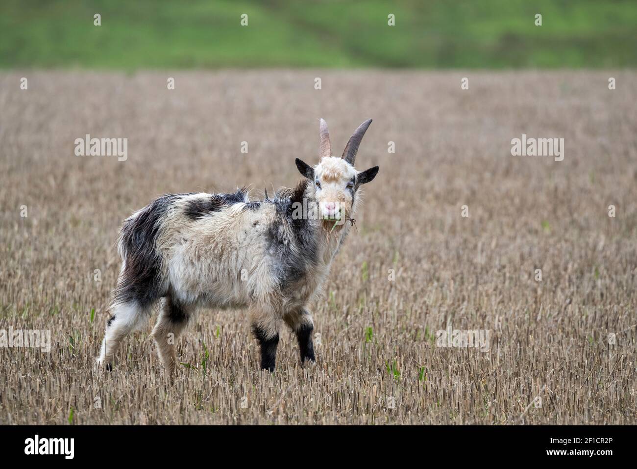 Wild goat (Capra aegagrus hircus), on stubble field, Cheviot hills ...
