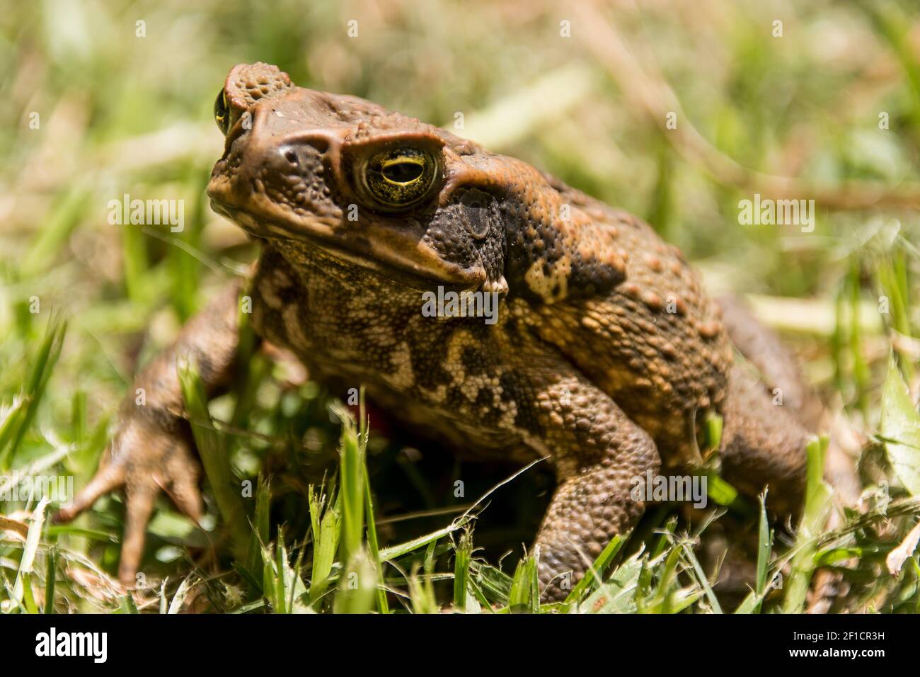 Cane toad poison hi-res stock photography and images - Alamy