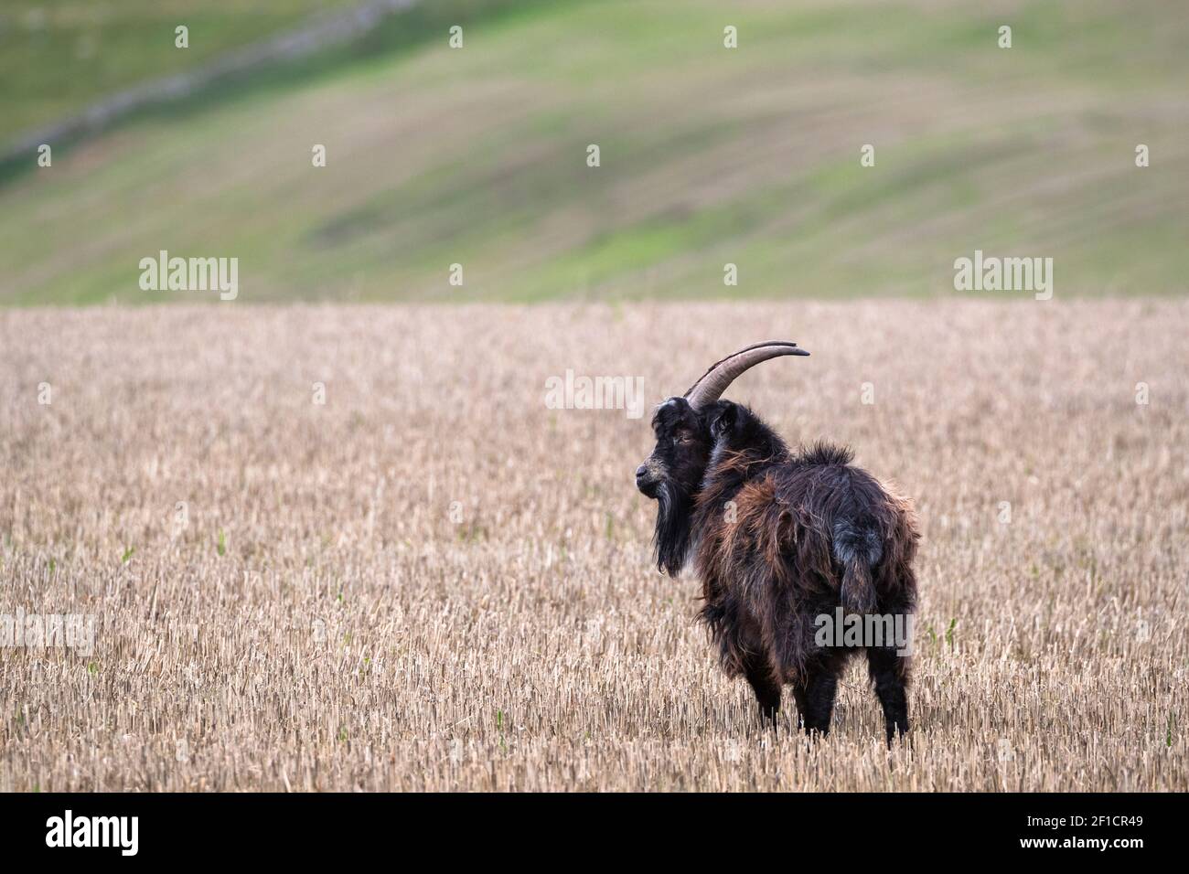 Wild goat (Capra aegagrus hircus), on stubble field, Cheviot hills ...