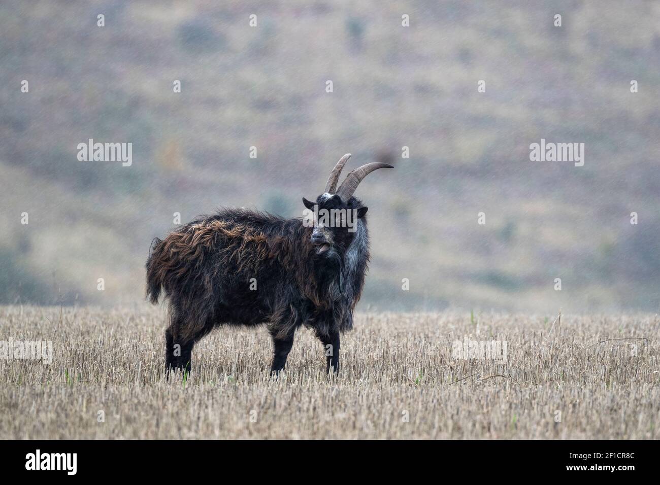 Wild goat (Capra aegagrus hircus), on stubble field, Cheviot hills ...