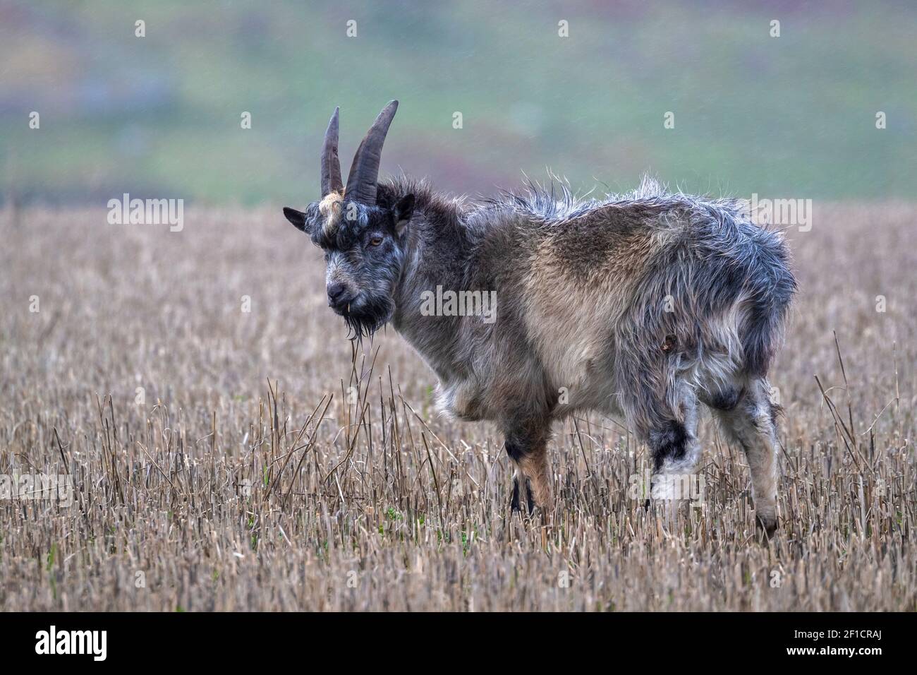 Wild goat (Capra aegagrus hircus), on stubble field, Cheviot hills ...