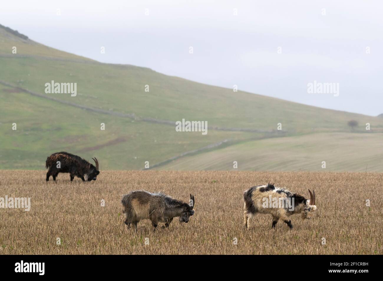 Wild goat (Capra aegagrus hircus), on stubble field, Cheviot hills ...