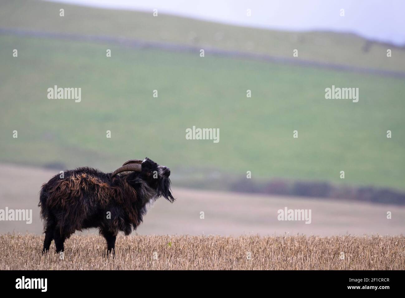 Wild goat (Capra aegagrus hircus), on stubble field, Cheviot hills ...