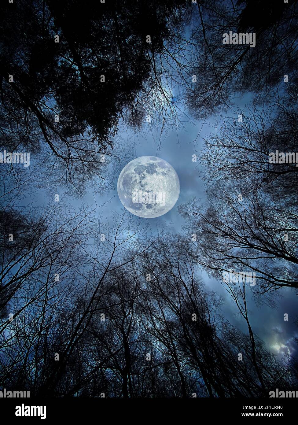 Spooky full moon and dark forest Stock Photo - Alamy