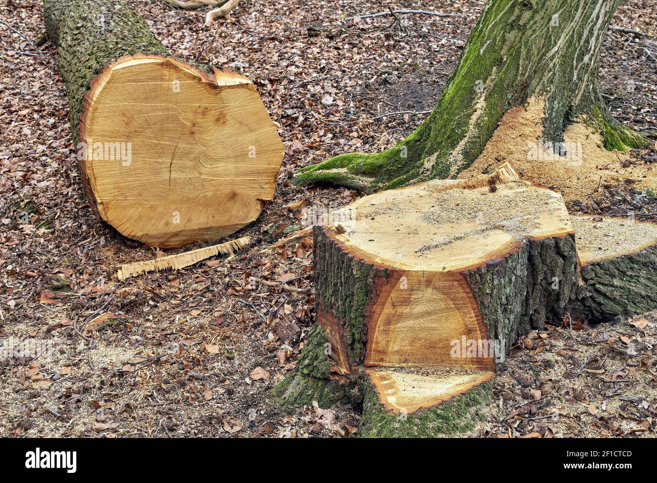 A large oak was felled Stock Photo - Alamy