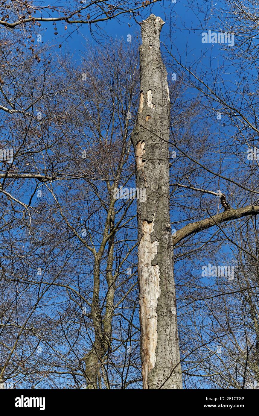 Rotting peeling tree bark hi-res stock photography and images - Alamy