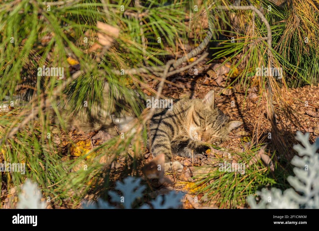 Sleeping under tree hi-res stock photography and images - Alamy