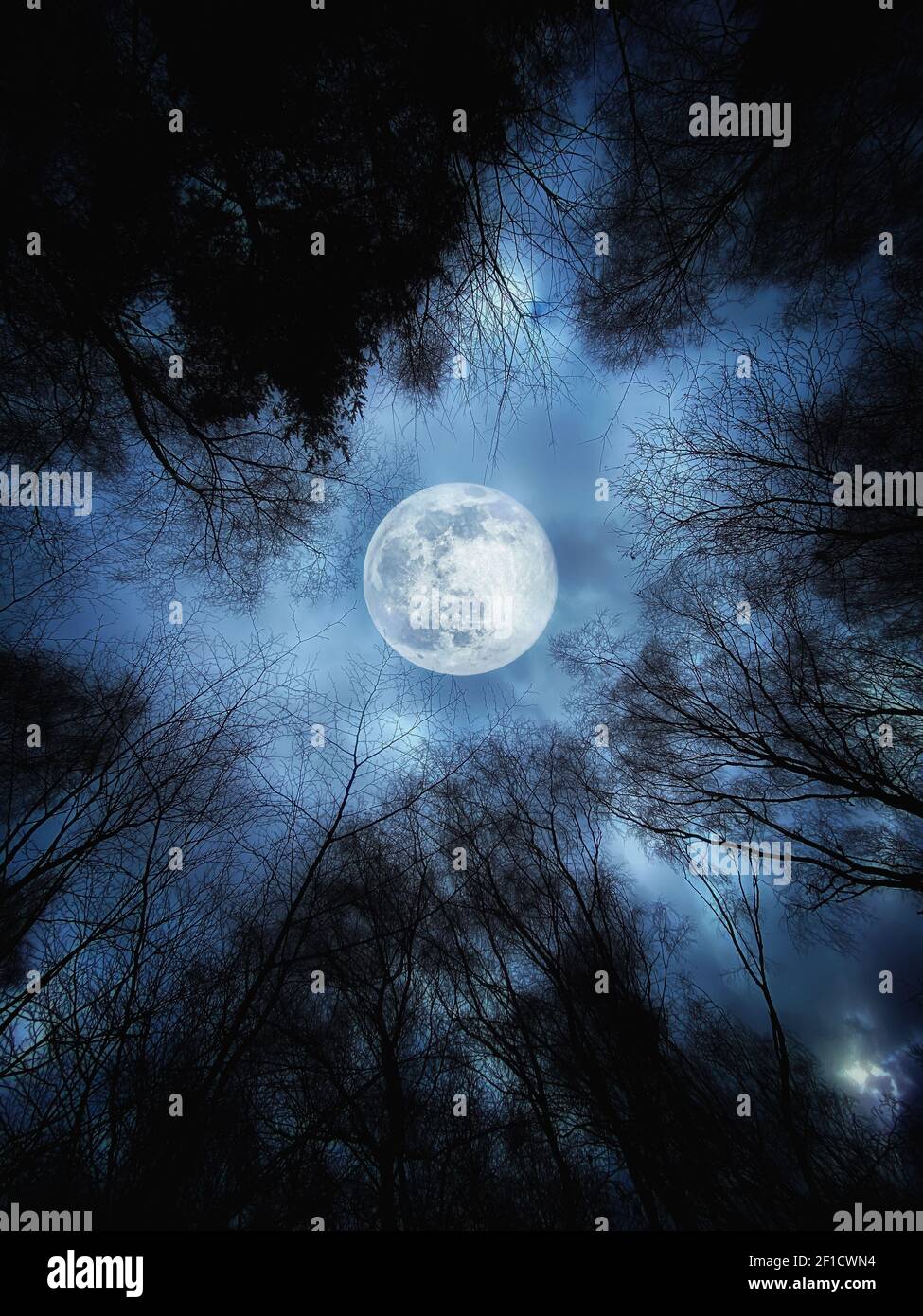Spooky full moon and dark forest Stock Photo - Alamy