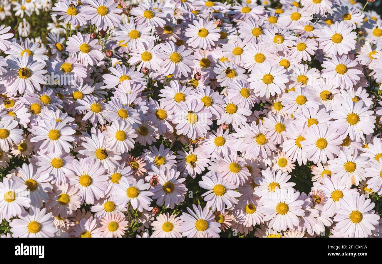 Withered flowers in the garden. Shallow depth of field Stock Photo - Alamy