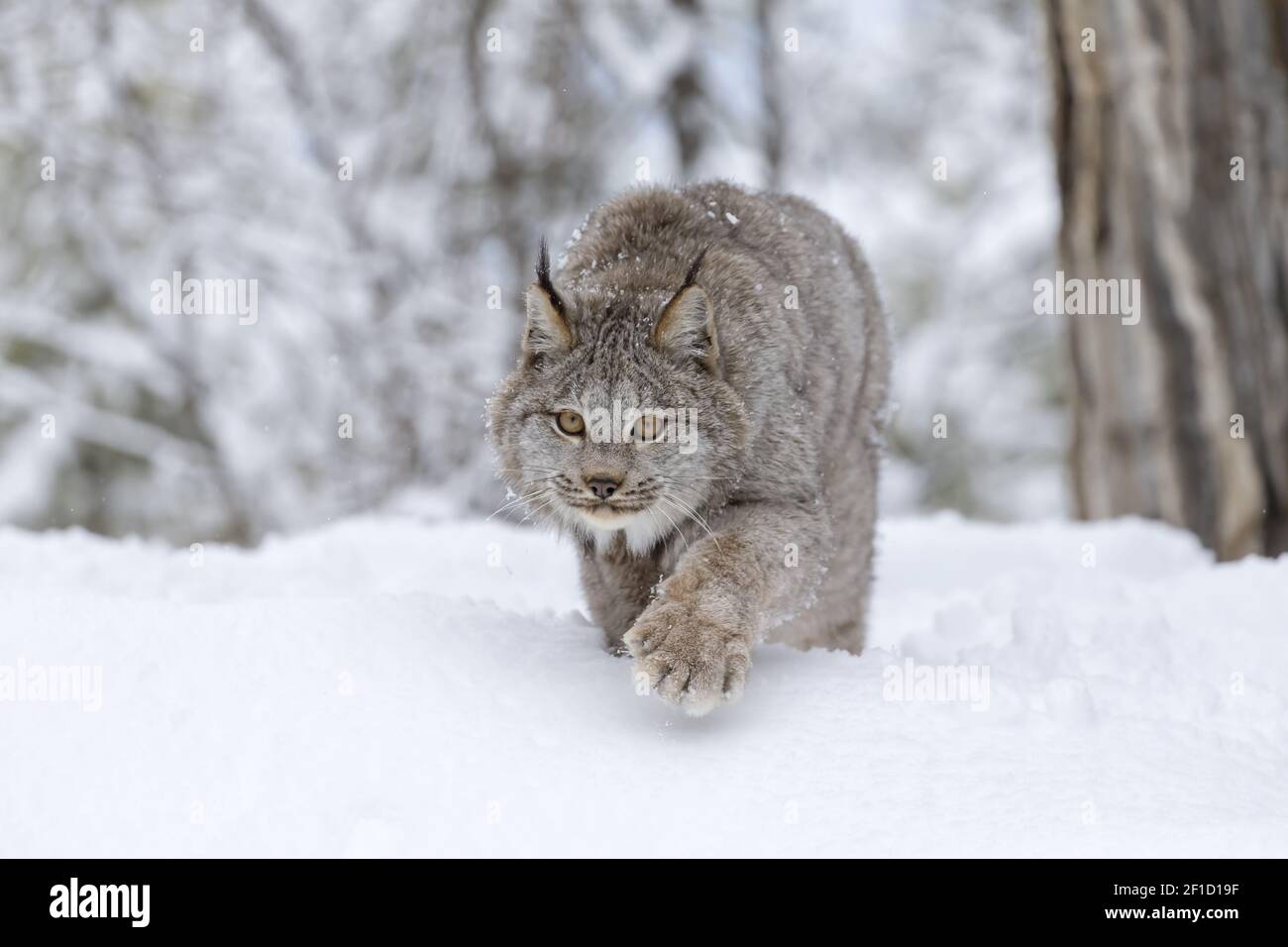Bobcat In The Snow Stock Photo - Alamy