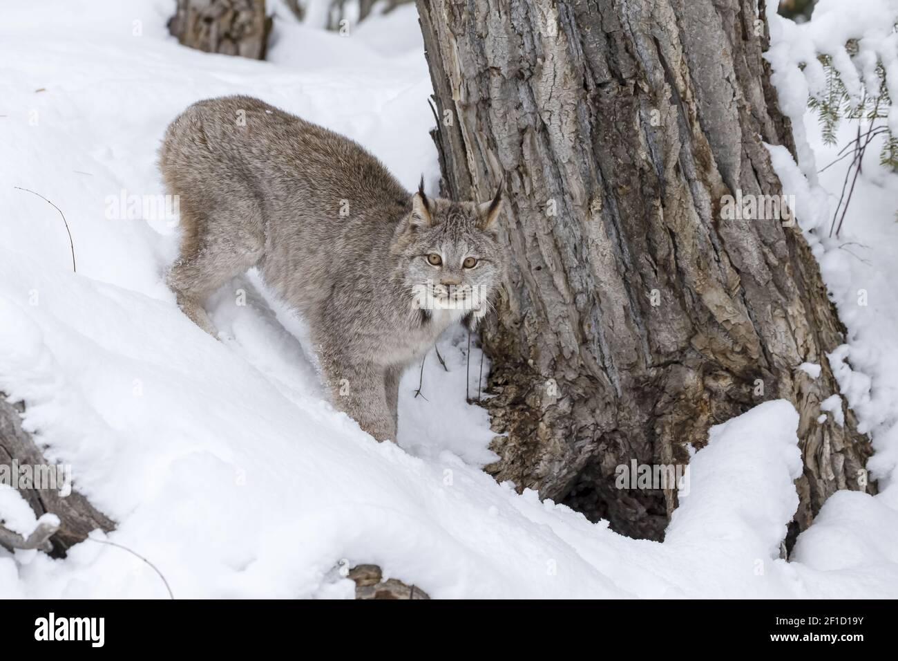 Bobcat In The Snow Stock Photo - Alamy