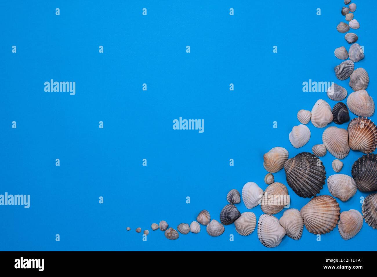 Top view seashells on a light blue background. mock up Stock Photo - Alamy