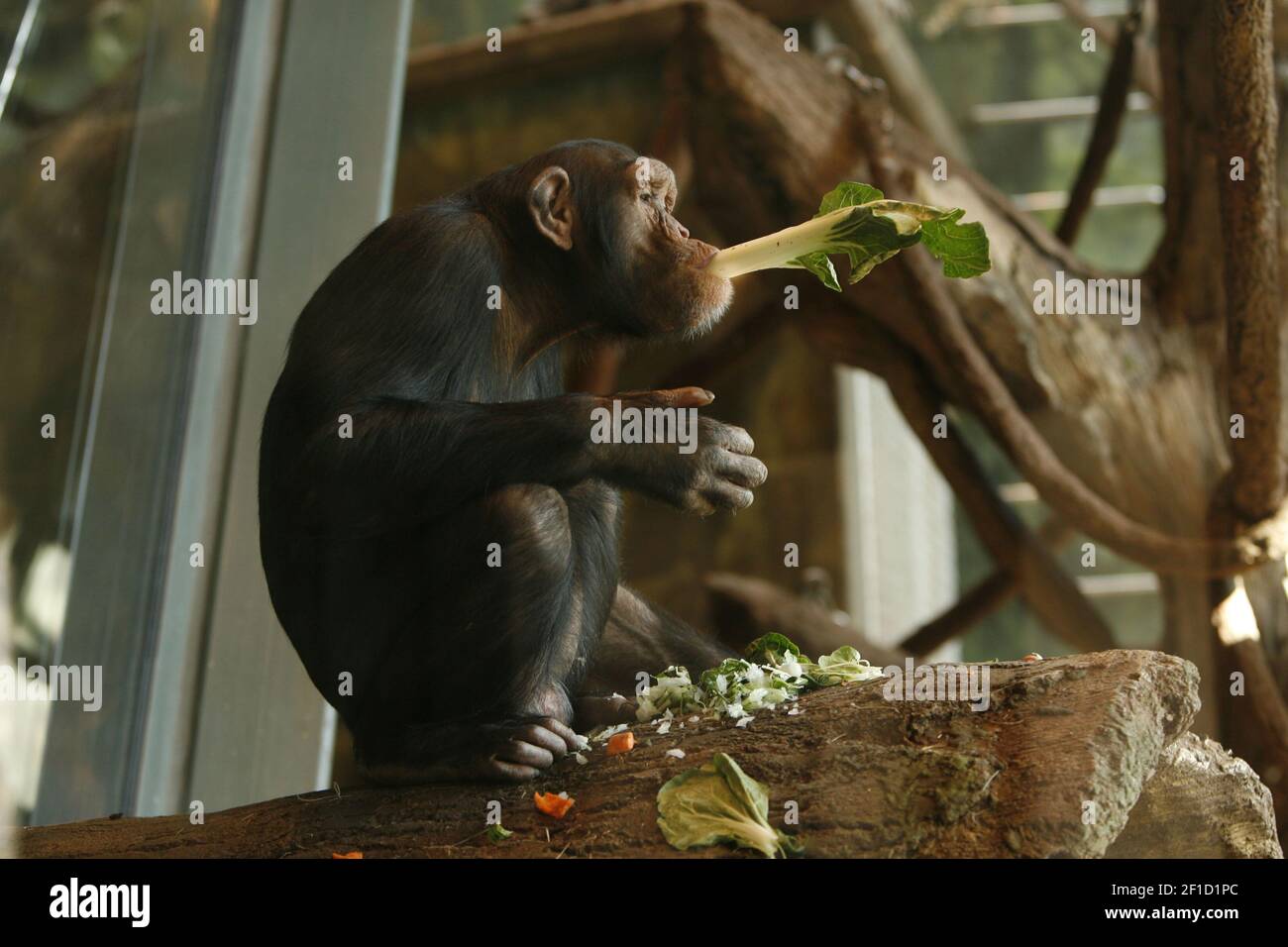 In this Marche 13, 2008 file photograph, Kipper enjoys his breakfast at ...