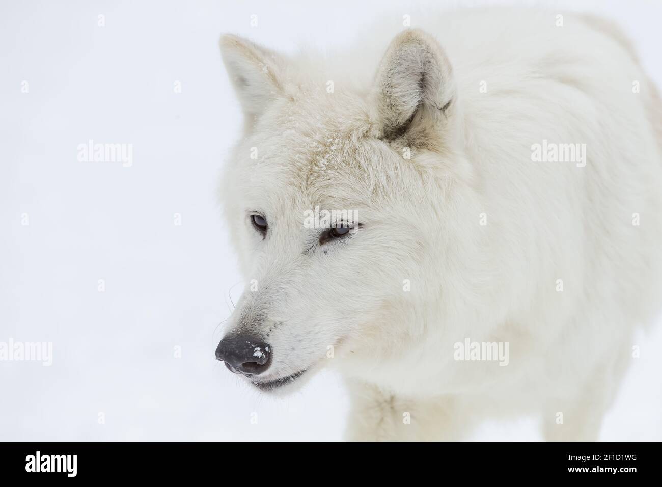 Arctic wolf pups hi-res stock photography and images - Alamy