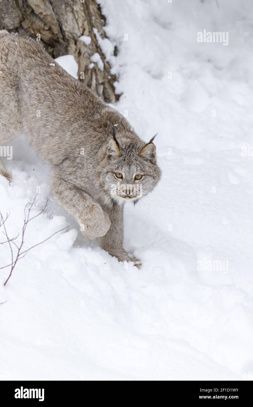 Male bobcat hi-res stock photography and images - Alamy