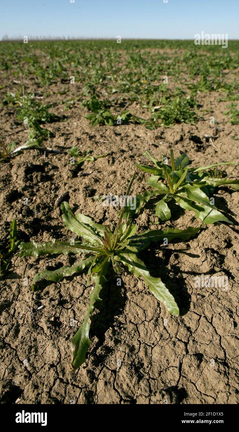 Weeds push their way up through the surface of a parched field ...