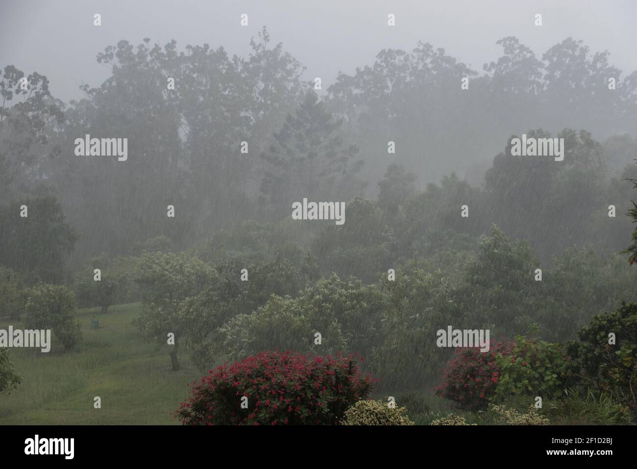 Very heavy summer rainfall over a private garden in Australia. View ...