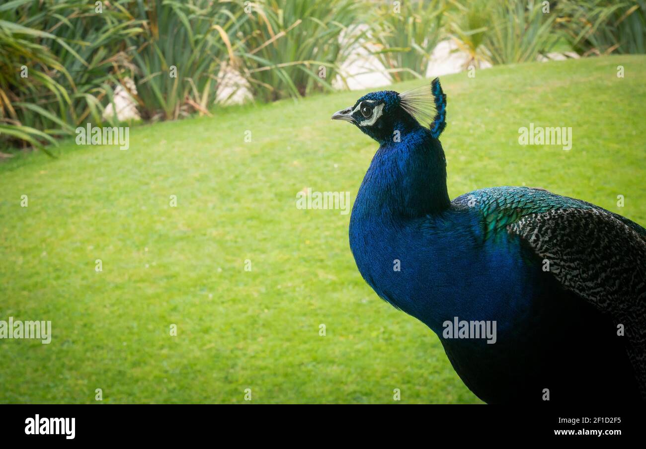 Colorful peacock on green backdrop, shot in New Zealand Stock Photo - Alamy