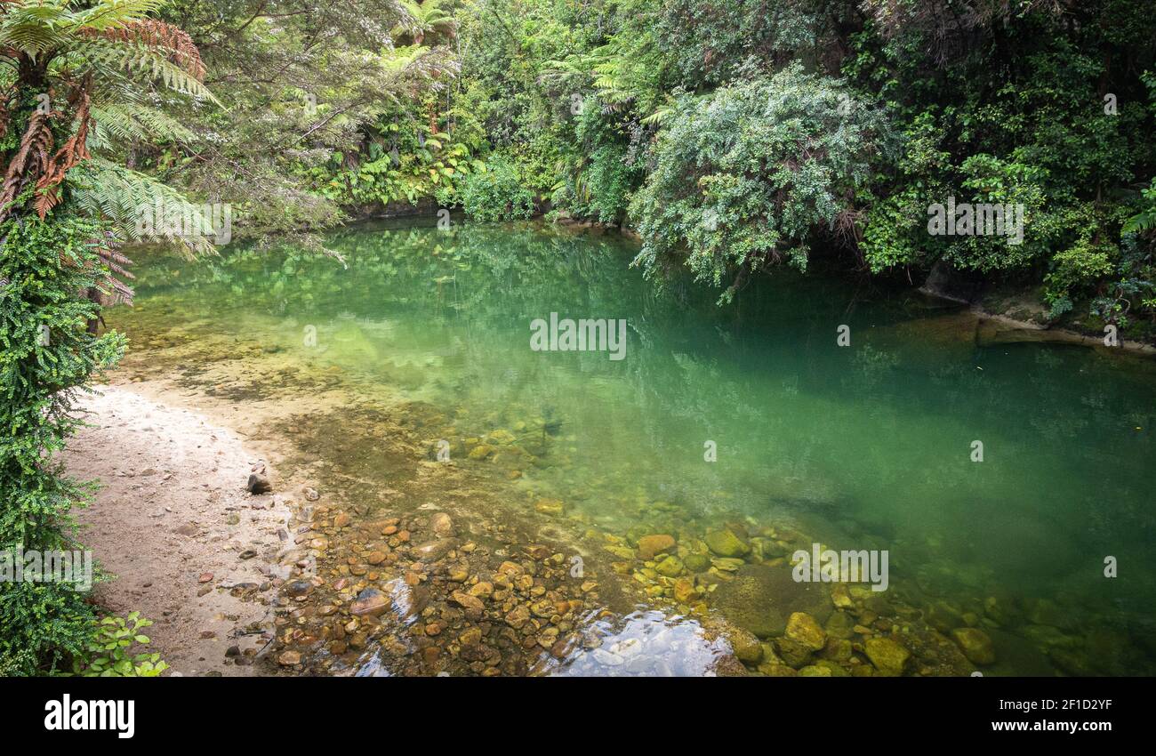 New zealand tropical jungle forest hi-res stock photography and images ...