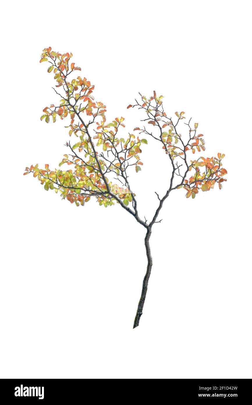 Slim tree branch hi-res stock photography and images - Alamy