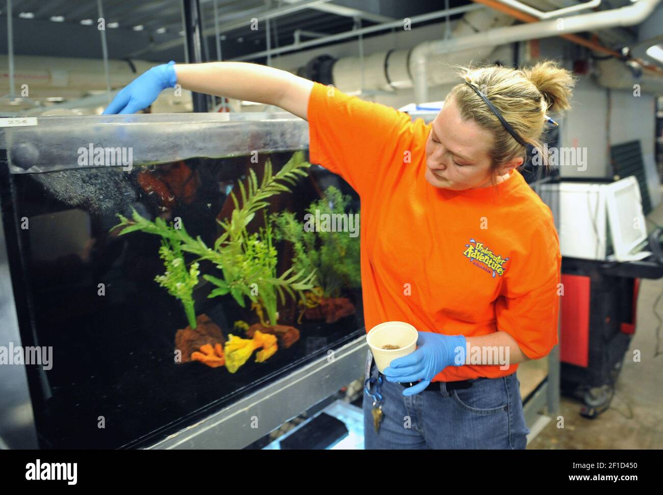 Aquarist Carly Byrns fed brine shrimp to adult seahorses that will be ...